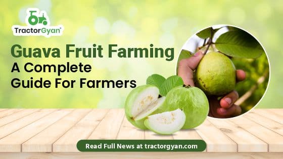Guava Fruit Farming - A Complete Guide For Farmers