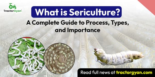 What is Sericulture? - Process, Types and Importance of Sericulture